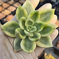 Echeveria scaphophylla 2167 Variegated - Xplant