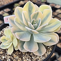 Echeveria agavoides Macabeana 2217 Variegated - Xplant