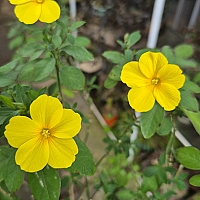 Calonyction aculeatum (L.) House - Wild Flower - Xplant