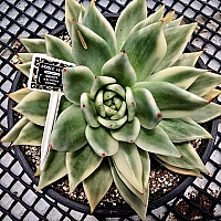 Echeveria agavoides Maria Variegated - Xplant