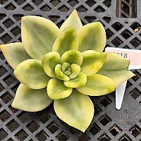 Echeveria scaphophylla 2218 Variegated - Xplant