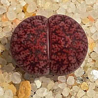 Lithops dinterops 'Boysenberry' Lithops - Xplant