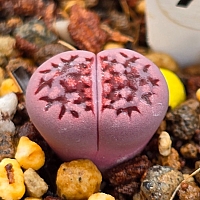 Lithops karasmontana ssp. eberlanzii 'Purper' Lithops - Xplant