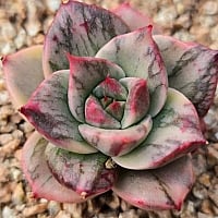 Echeveria Leopard 13-132 Variegated - Xplant