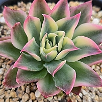 Echeveria Fado 11-287 Variegated - Xplant