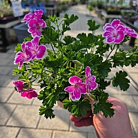 Pelargonium Angel Eyes Randy Herbaceous flowers - Xplant