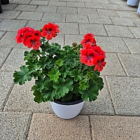 Pelargonium Angel Eyes Randy Herbaceous flowers - Xplant