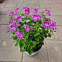 Pelargonium Angel Eyes Randy Herbaceous flowers - Xplant