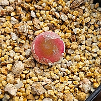 Conophytum hammeri 416 Conophytum - Xplant