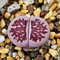 Lithops julii ssp. fulleri var. fulleri ‘murasaki Lithops - Xplant