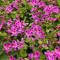 Pelargonium Angel Eyes Randy Herbaceous flowers - Xplant