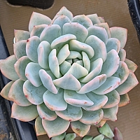 Echeveria cv Laulindsayana Monroe variegated Succulents - Xplant
