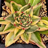 variegated Variegated - Xplant