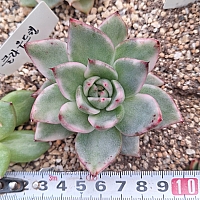 Echeveria agavoides Maria Variegated - Xplant