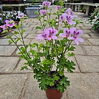 Pelargonium Angel Eyes Randy Herbaceous flowers - Xplant