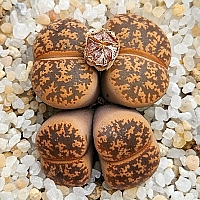 Lithops dinterops Lithops - Xplant
