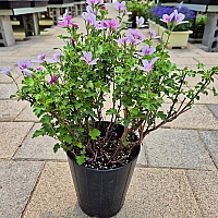 Pelargonium Angel Eyes Randy Herbaceous flowers - Xplant