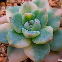Echeveria Amabile 052229 Variegated - Xplant