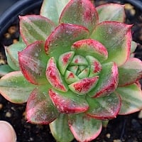 Echeveria Leopard Variegated - Xplant