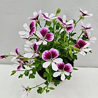 Pelargonium Angel Eyes Randy Air purification - Xplant