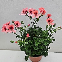Pelargonium Angel Eyes Randy Air purification - Xplant