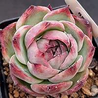Echeveria Casio 0603-859 Succulents - Xplant
