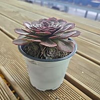 벨라(자연) Succulents - Xplant