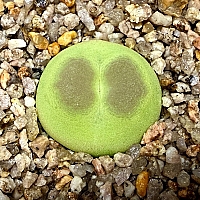 Conophytum latum Conophytum Ratum hyb. Conophytum - Xplant