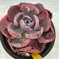 Echeveria Beyonse 76 Variegated - Xplant