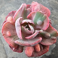 Echeveria Beyonse 8661 Variegated - Xplant