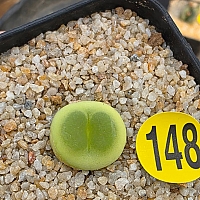 Conophytum latum R Conophytum - Xplant