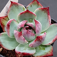 Echeveria Casio 0617-982 Succulents - Xplant