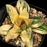 Haworthia pygmaea 64-99 Haworthia - Xplant