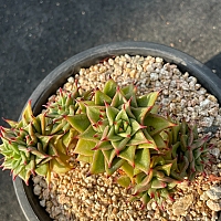 Echeveria agavoides Macabeana 0622 Succulents - Xplant