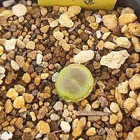 Conophytum latum 934 R Conophytum - Xplant