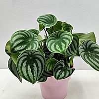 peperomia sandersii Air purification - Xplant