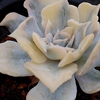 Echeveria lilacina Variegated - Xplant