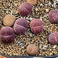 Lithops dinterops Lithops - Xplant