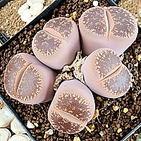 Lithops aucampiae 309 0627 Lithops - Xplant