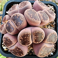 Lithops aucampiae 0630 Lithops - Xplant