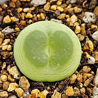 Conophytum latum R Conophytum - Xplant
