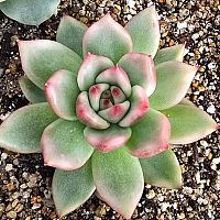 Echeveria Morgain Variegated - Xplant