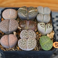 리톱스 39-45 Lithops - Xplant