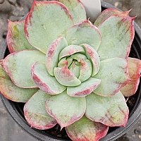 Echeveria Casio 38 Succulents - Xplant