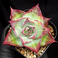 Echeveria Casio 41-213 Succulents - Xplant