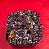 Lithops dinterops Lithops - Xplant