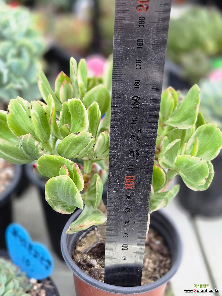 Crassula argentea f variegata Succulents - Xplant
