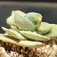 Crassula falcata Variegated - Xplant