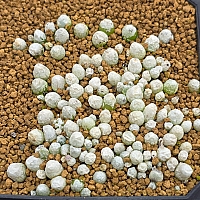 Conophytum hammeri 1 Conophytum - Xplant