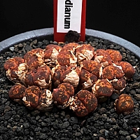 Sedum lucidum 81-pellucidum meridianum Conophytum - Xplant